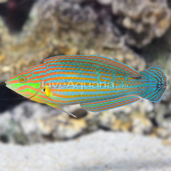 Halichoeres Quarantining | Reef2Reef
