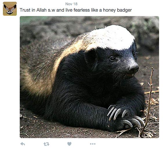 Honey Badger Meme