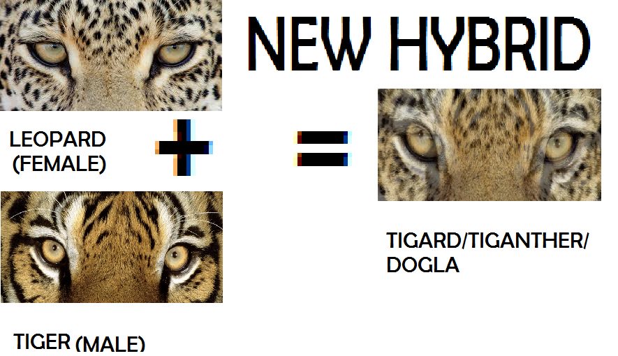 Jaguar And Tiger Hybrids