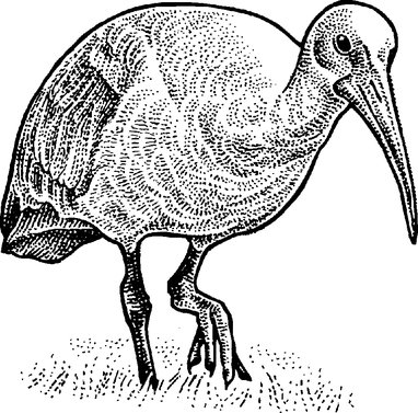 Boisterous bird, the hadeda ibis, stirs love and hate in South Africa ...