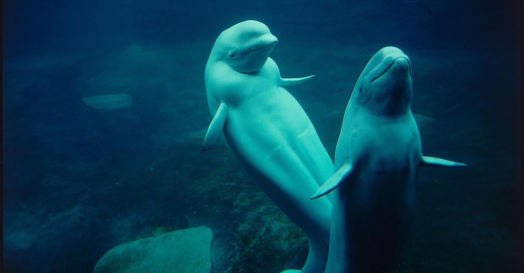 Beluga Whale Blowing Bubbles