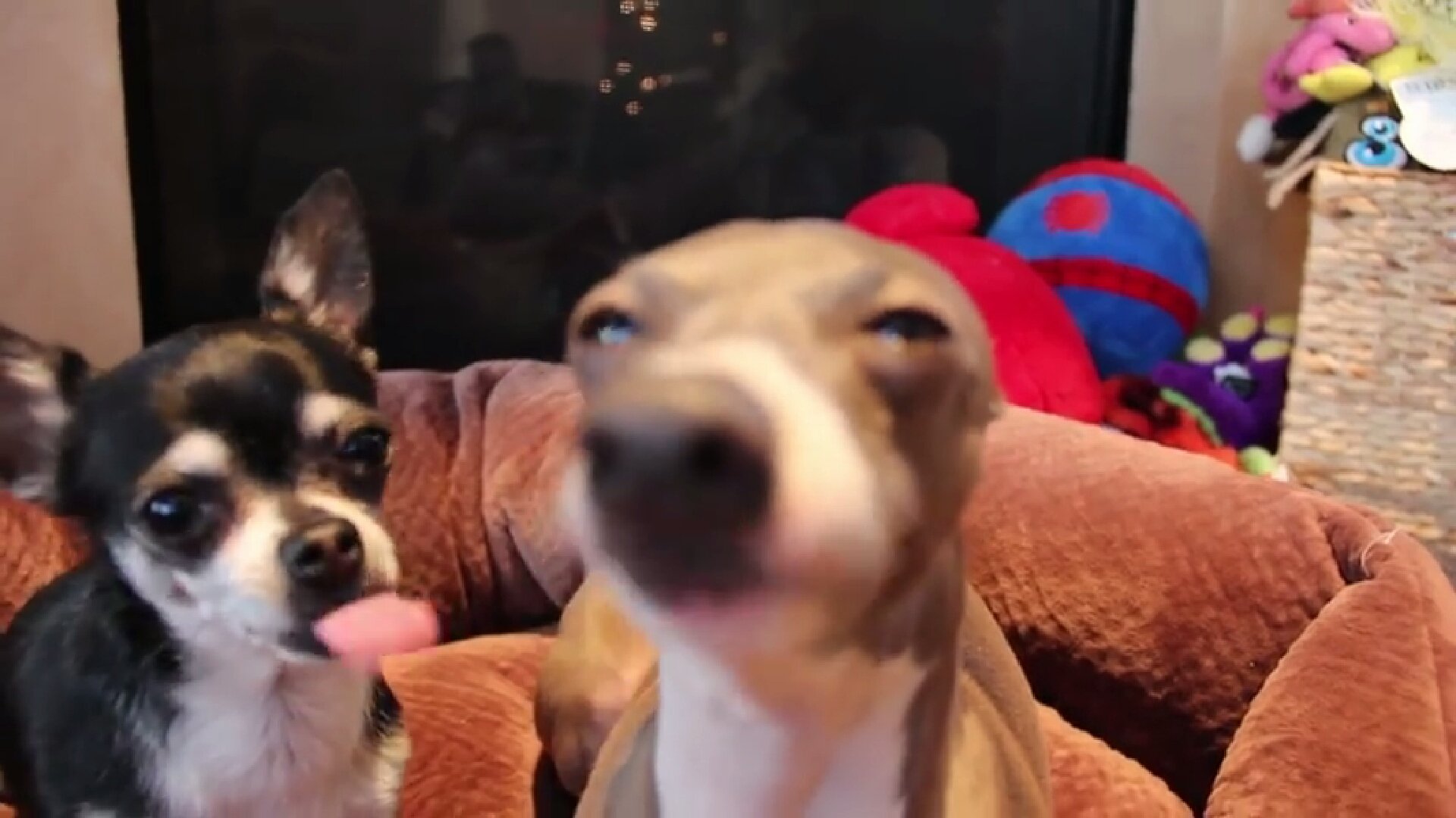 Kermit The Dog Snoop Dogg