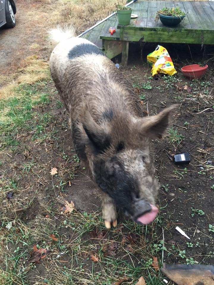 Police in North Berwick are looking for the owner of a 400 pound boar ...