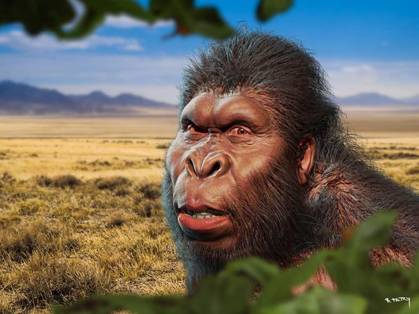 Paranthropus Robustus Reconstruction