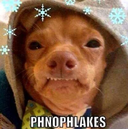 Phteven Dog Christmas