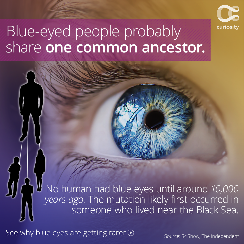 People With Blue Eyes Facts