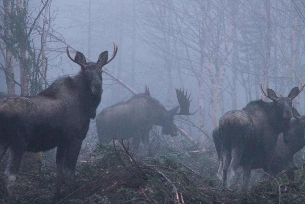 Corner Brook's Darren Buckle took this one, of multiple moose in the ...