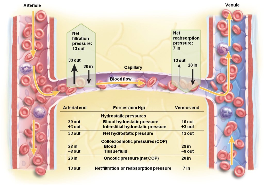 Capillary Exchange Diagram