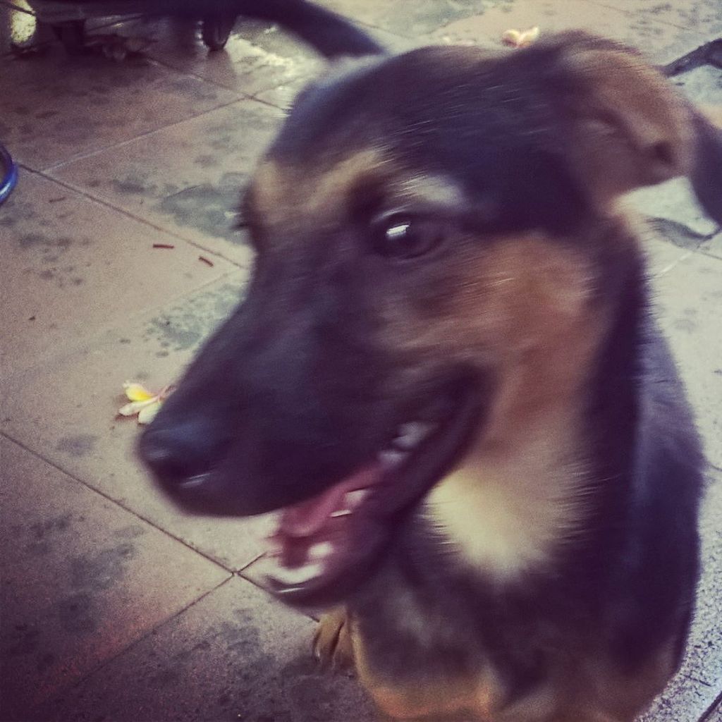 Vortex Game Studios on Twitter: "Say hello to our new team member :3 #devdog https://t.co ...