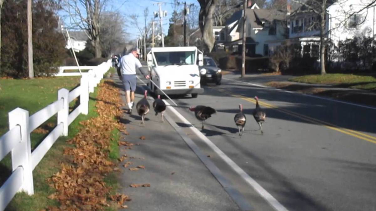 Turkey Gang Harasses Cape Cod Mailman | Falmouth, MA Patch