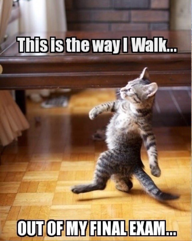 Good Luck On Finals Cat