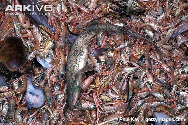 Shrimp Bycatch