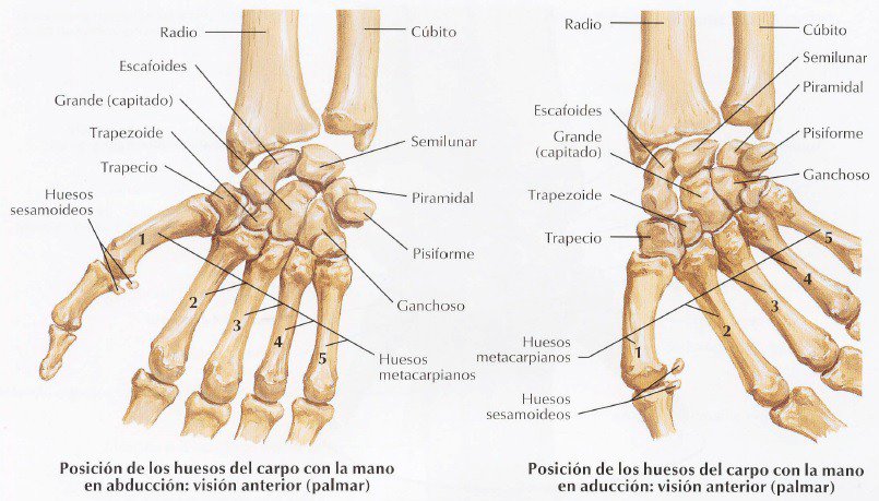 Anatomía De Los Huesos De La Mano