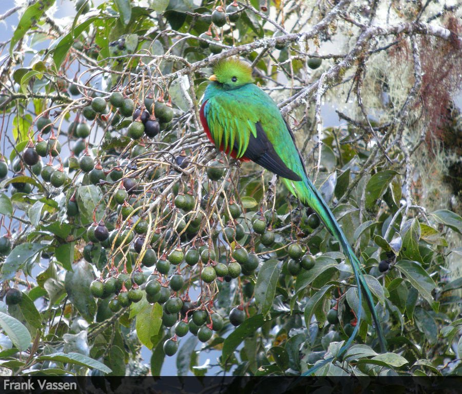 This bird, once viewed as a sacred symbol of the Maya and Aztecs, faces ...