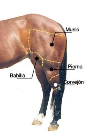 Meter la pata hasta el CORVEJÓN: este se halla en la pata posterior de ...