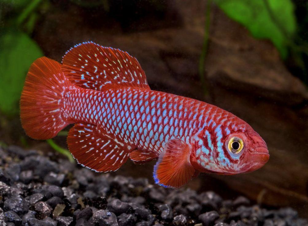 世界一美しい熱帯魚(@Do_TropicalFish) - Twilog