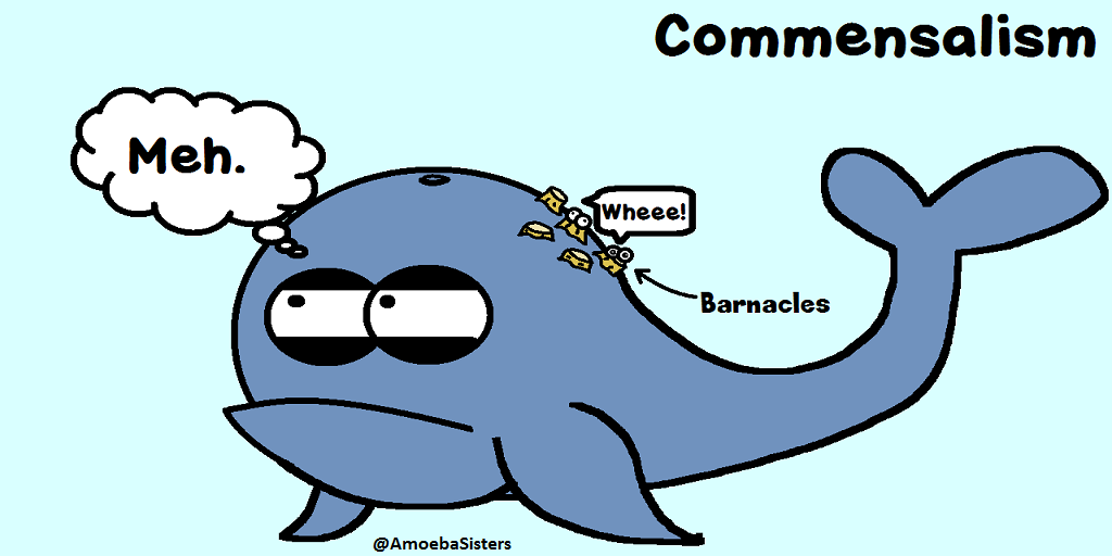Commensalism Barnacles And Whales Drawing Symbiosis “Living