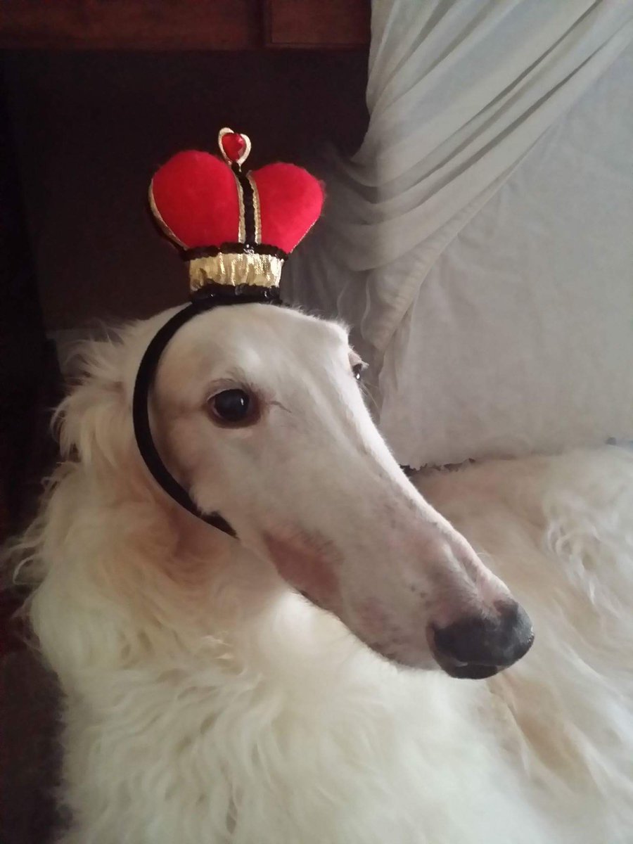 Top 10 long dog meme ideas and inspiration