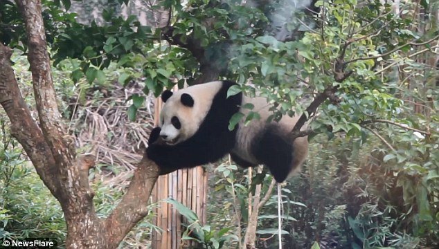 Comedic moment when energetic panda falls from broken tree | Daily Mail ...