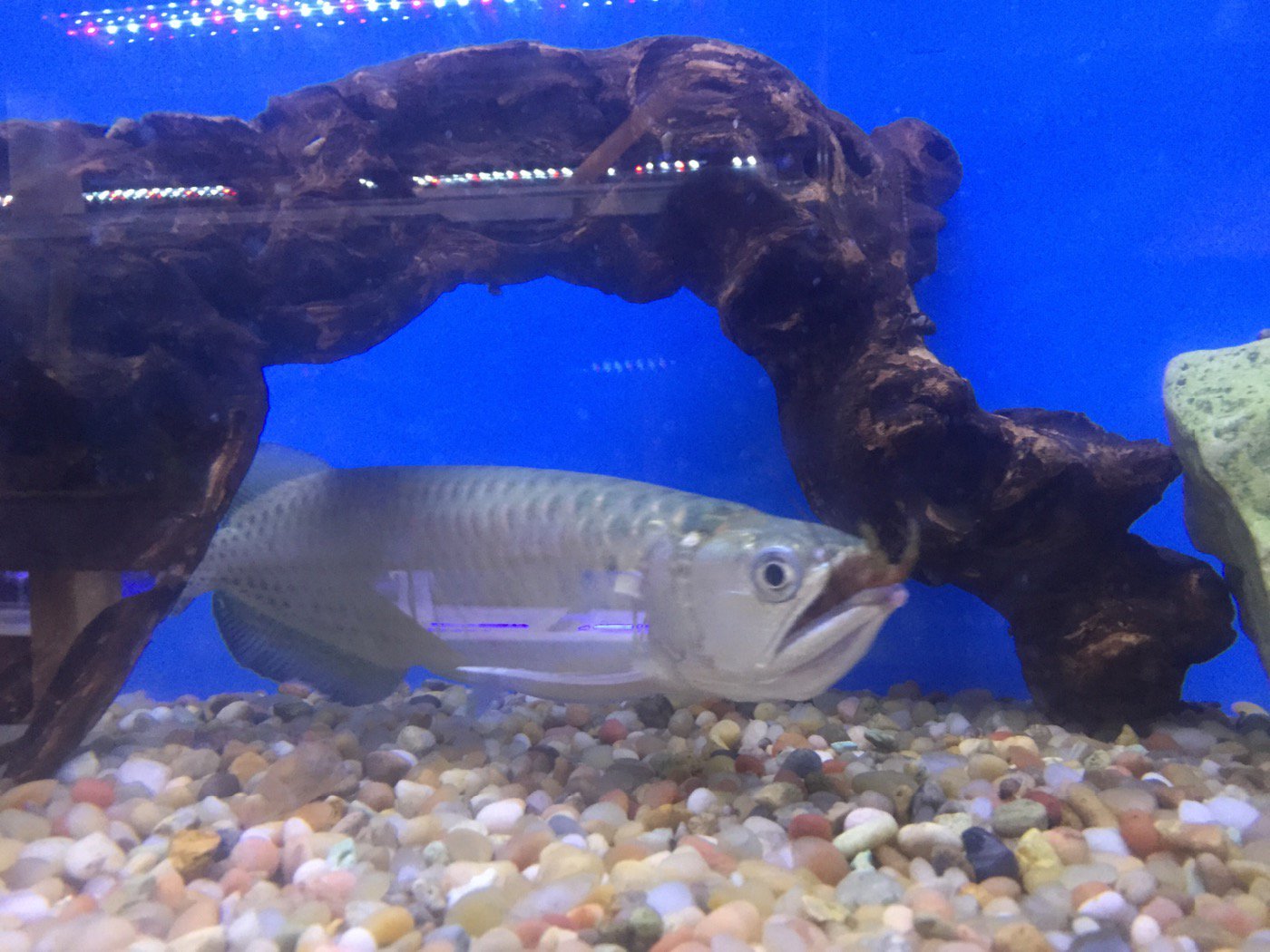 Silver Arowana Teeth
