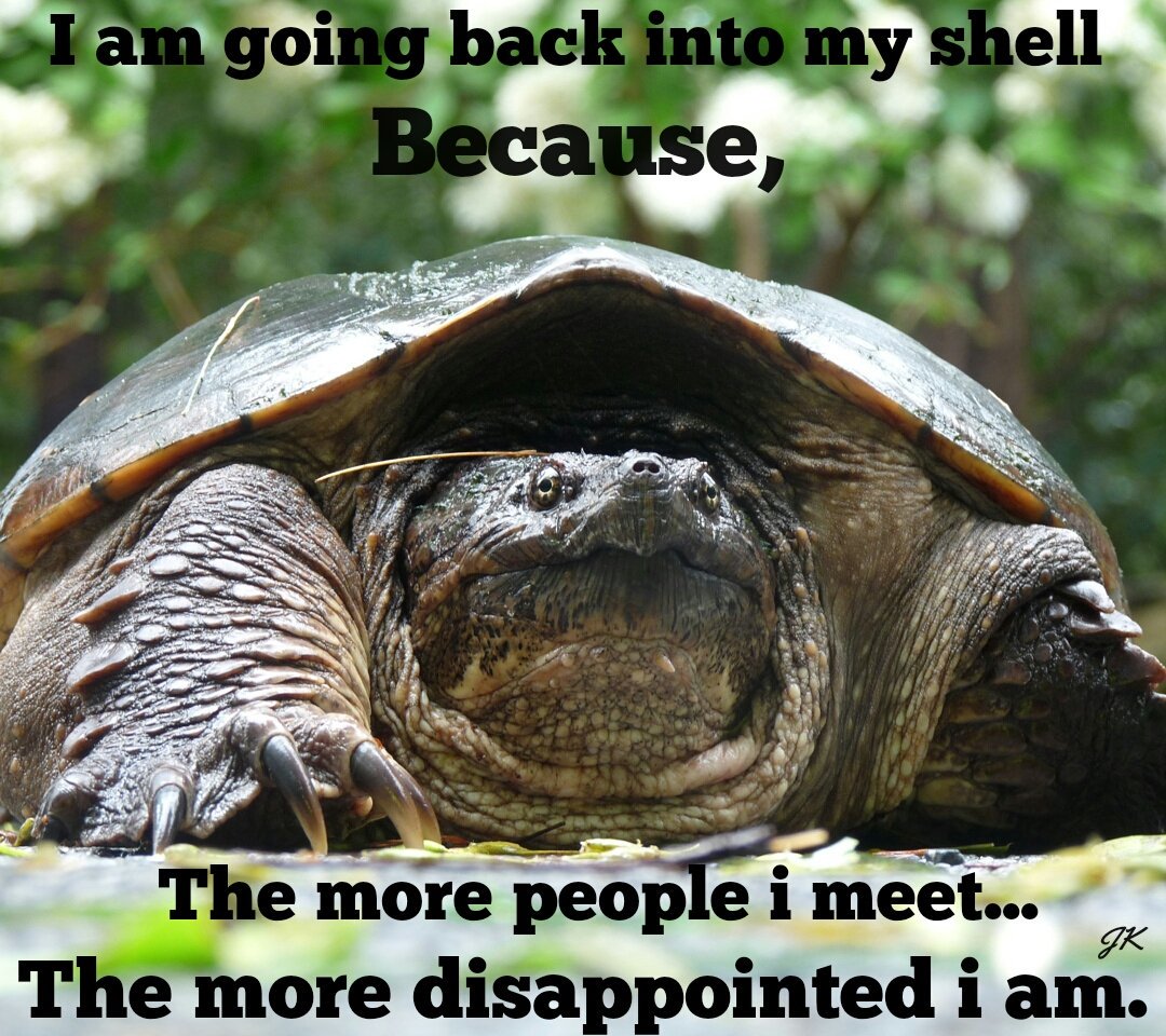 Disappointed Turtle Meme