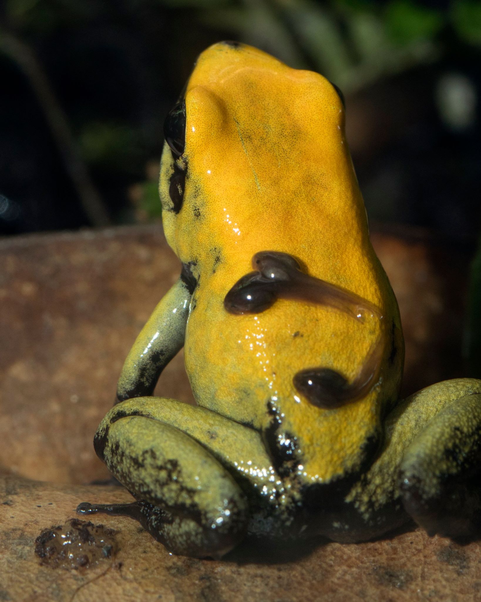 Black And Yellow Poison Dart Frog