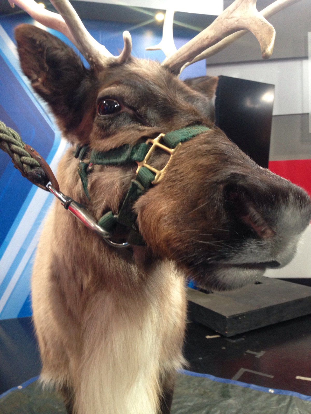 Rudolph Reindeer Girlfriend