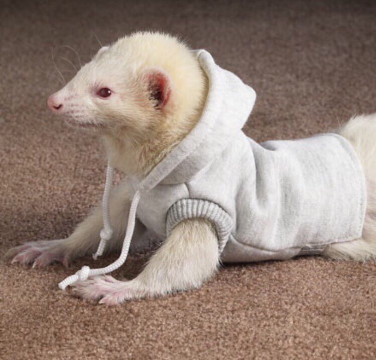 Ferrets Wearing Clothes