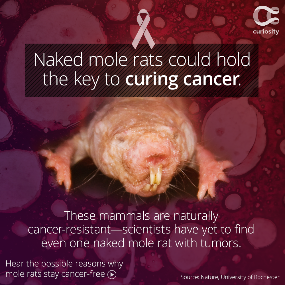 Hairless Mole Rat Memes
