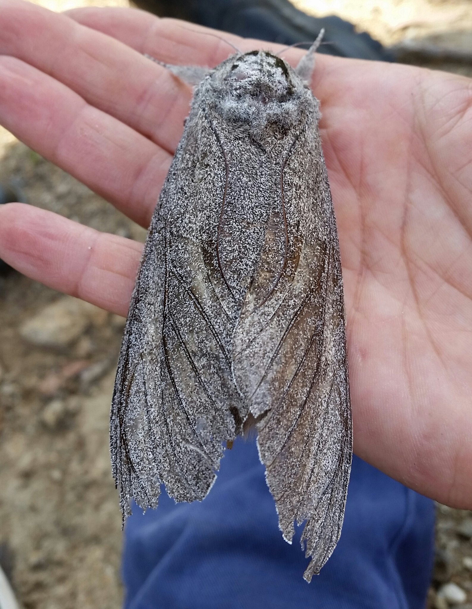 Largest Moth In The World