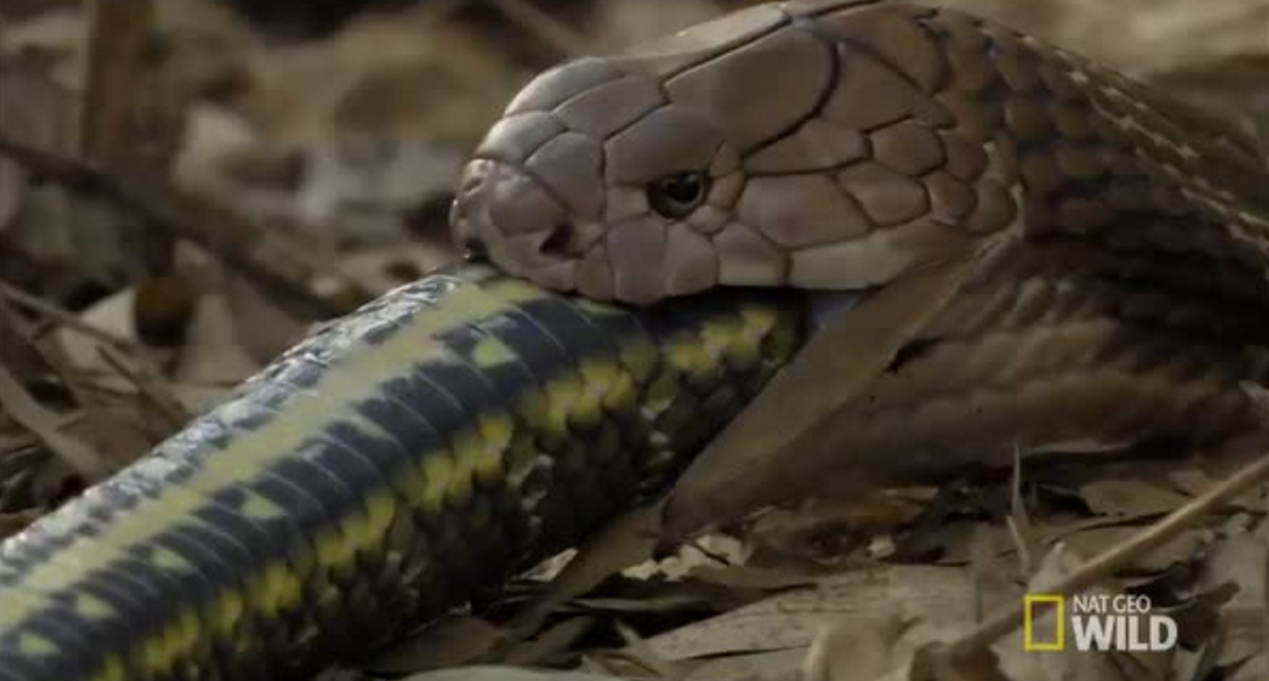 Snake Eating Snake Gif