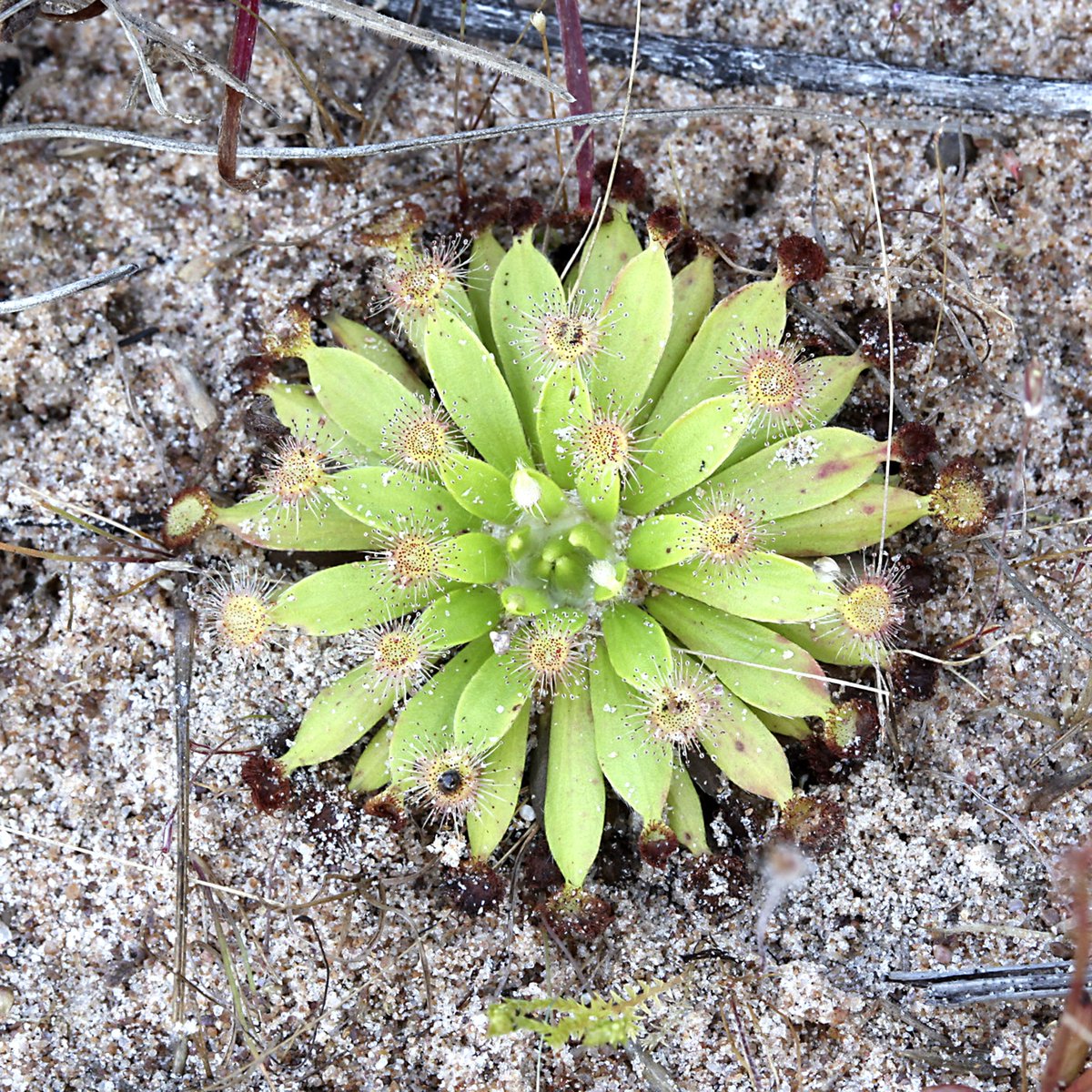 Drosera fulva photos