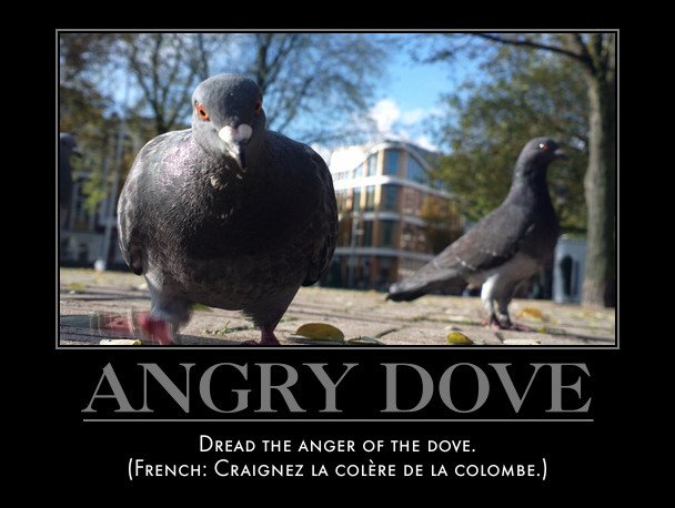 Angry Pigeon Memes