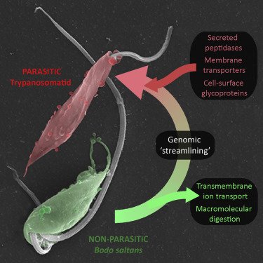 Bodo saltans - Alchetron, The Free Social Encyclopedia
