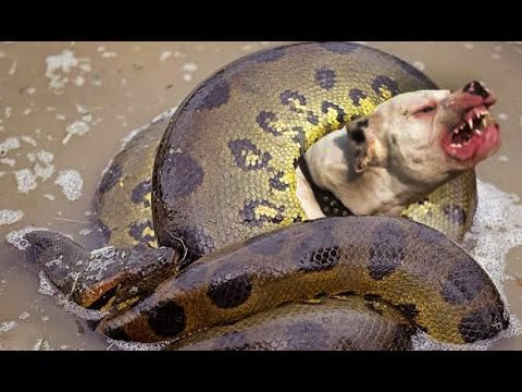 Green Anaconda Attack