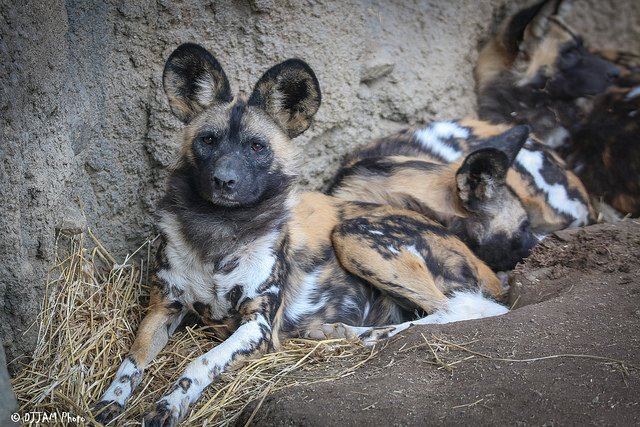 Why Do Dogs Only Have Four Toes