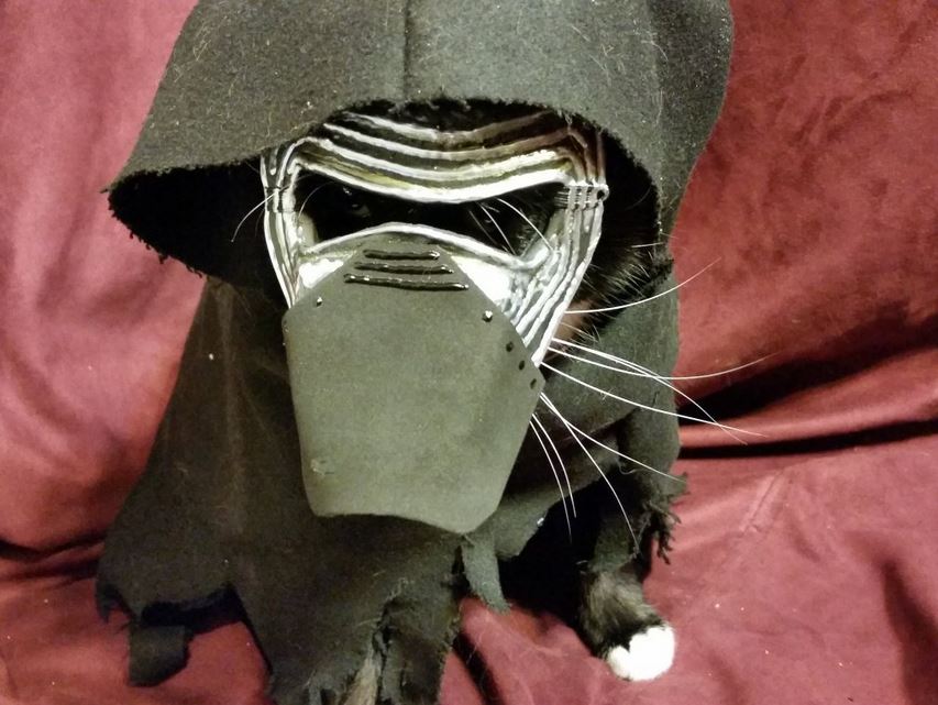 Star Wars Cat Costumes