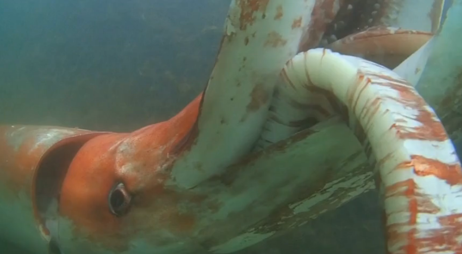 WATCH: Rare giant squid captured on video in Japan. | NBC Nightly News with Lester Holt | Scoopnest