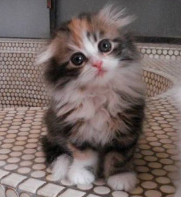 Calico Scottish Fold Kitten