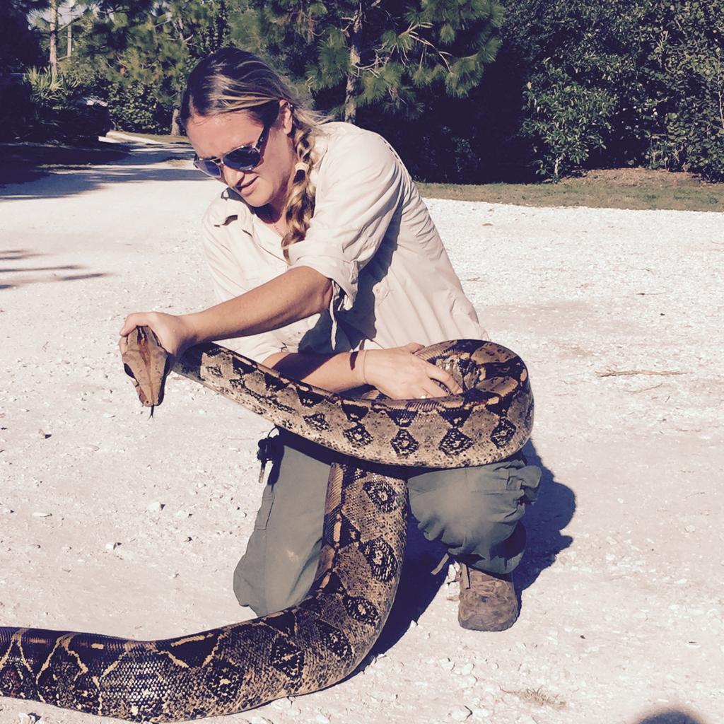 Check out the bradenton park ranger getting the red tail boa monday ...
