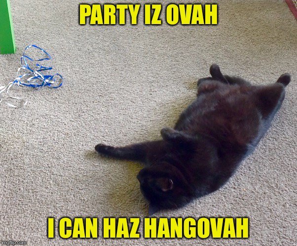Hangover Cat Meme