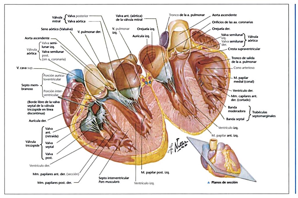 Partes Del Corazon