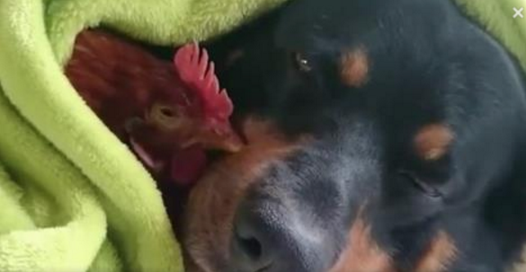Are Rottweilers Good With Chickens