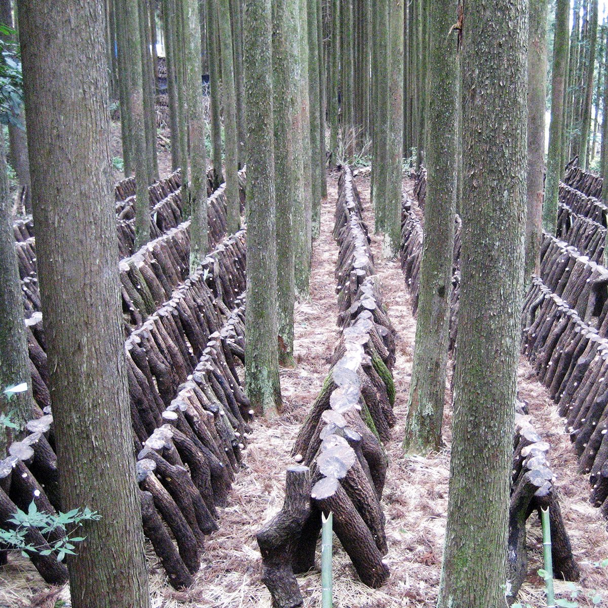 Shiitake Mushroom Farm