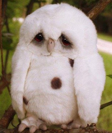 Cute but Heartbreaking sad cute animal Pictures and Videos