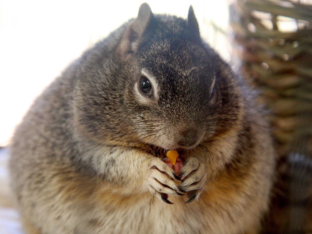 Obese Squirrel