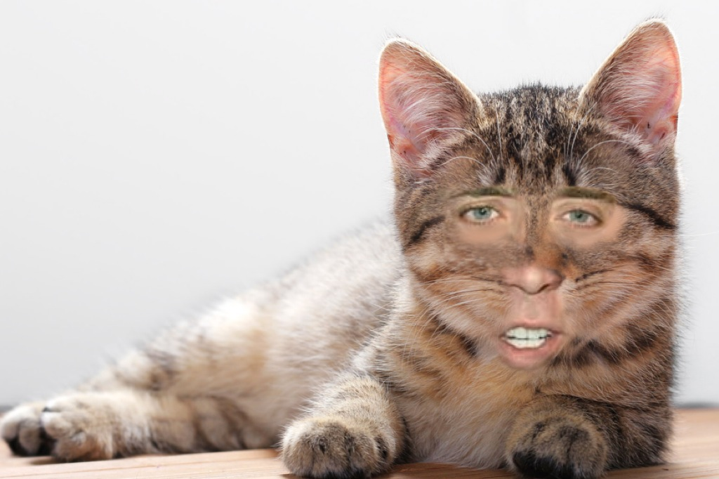 Cat With Nicolas Cage Face