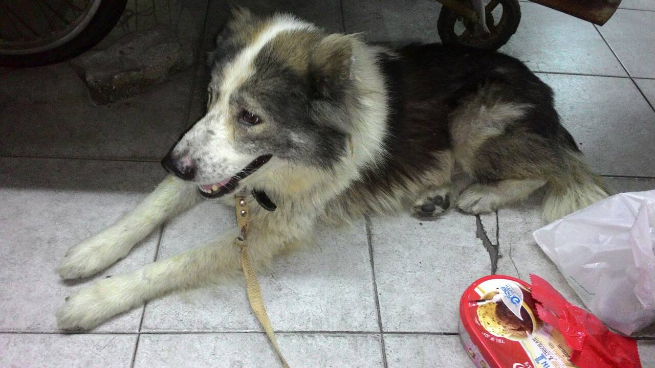 JS100 on Twitter: "พบสุนัขพลัดหลง ที่มบ.ประชานิเวศน์ 3 ถ.สามัคคี สุนัขมีปลอกคอหนัง นิสัยเชื่อง ...