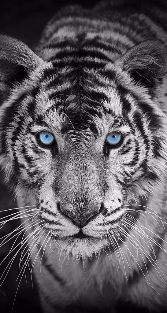 Lock Screen Tiger Iphone Wallpaper
