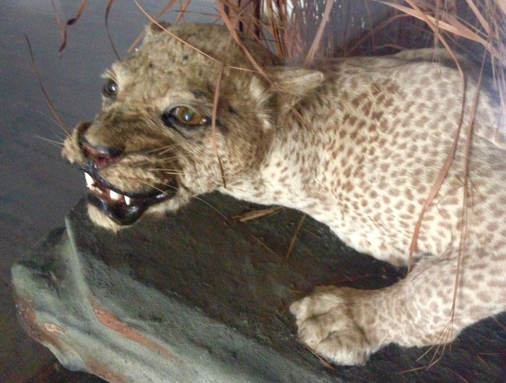 Zanzibar leopard - Alchetron, The Free Social Encyclopedia